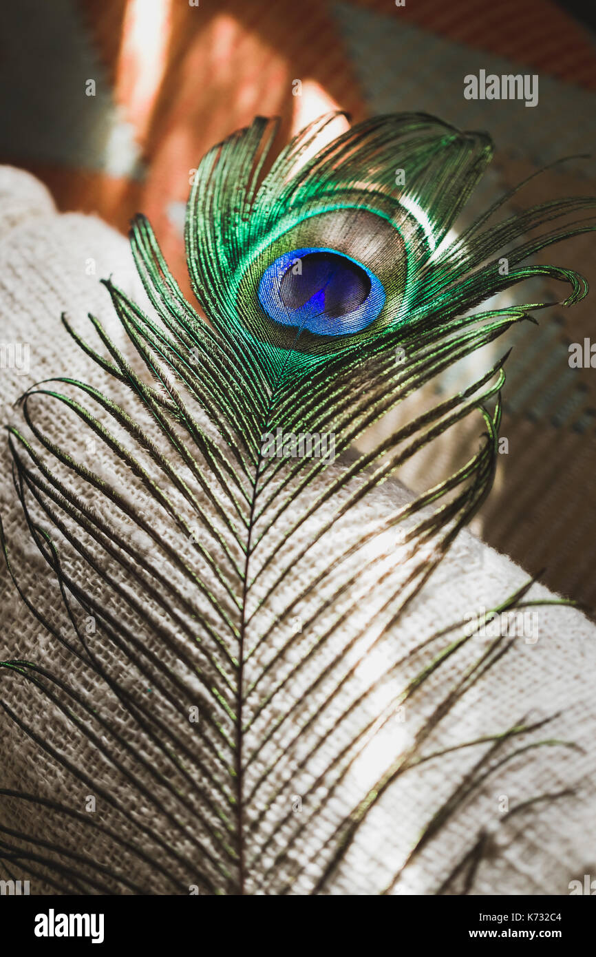 Plume de faisan Banque de photographies et d’images à haute résolution ...