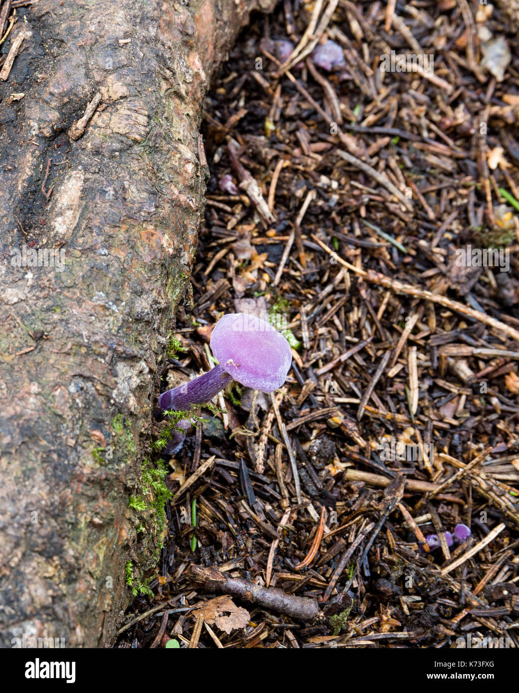 Champignon violet Banque de photographies et d’images à haute ...