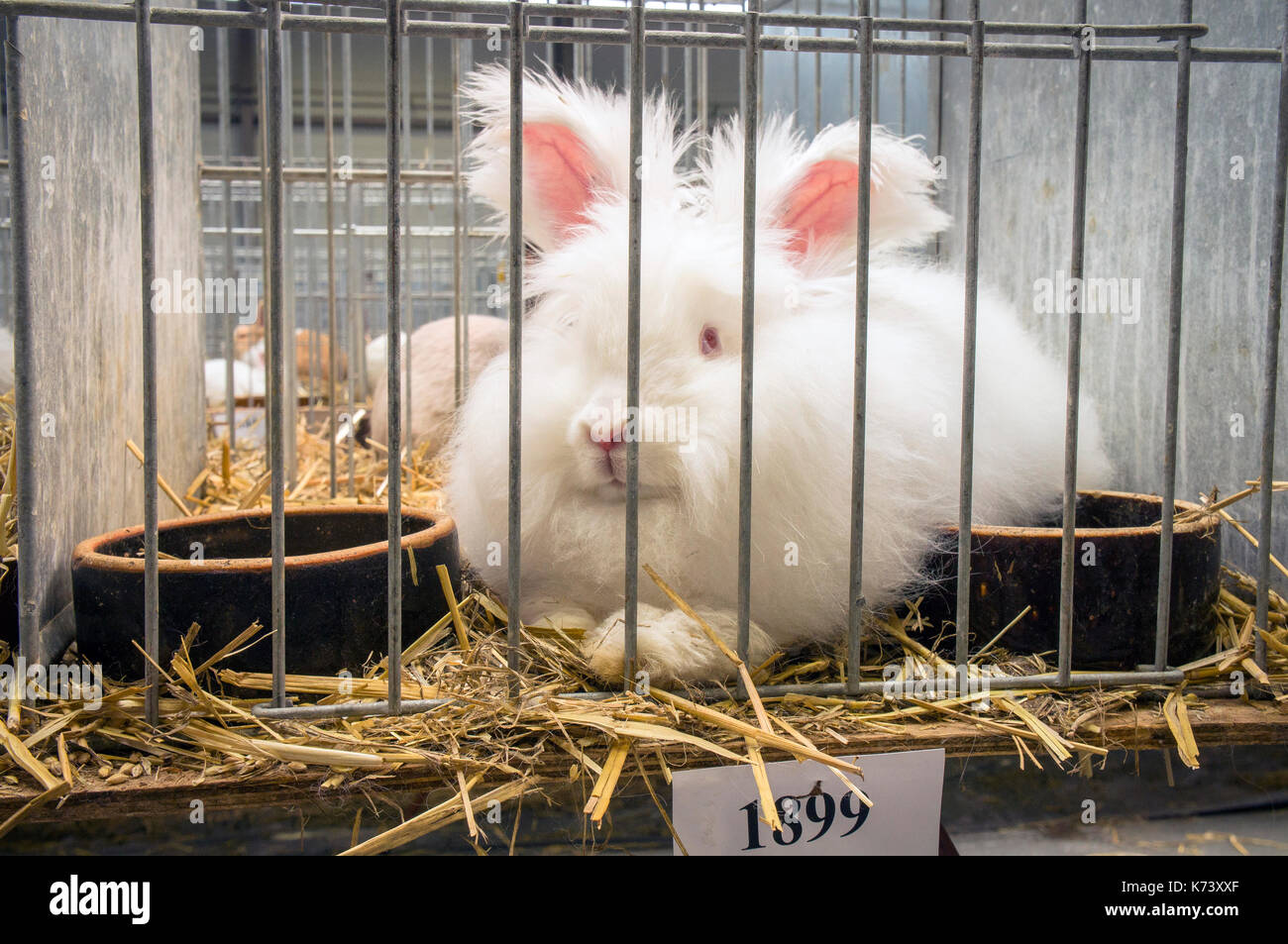Poultry and pigeons 2017 animal breeding Banque de photographies et d ...