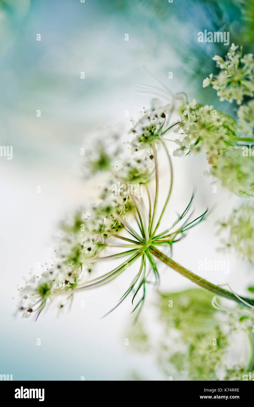 Ombelle de graines Banque de photographies et d’images à haute résolution - Alamy