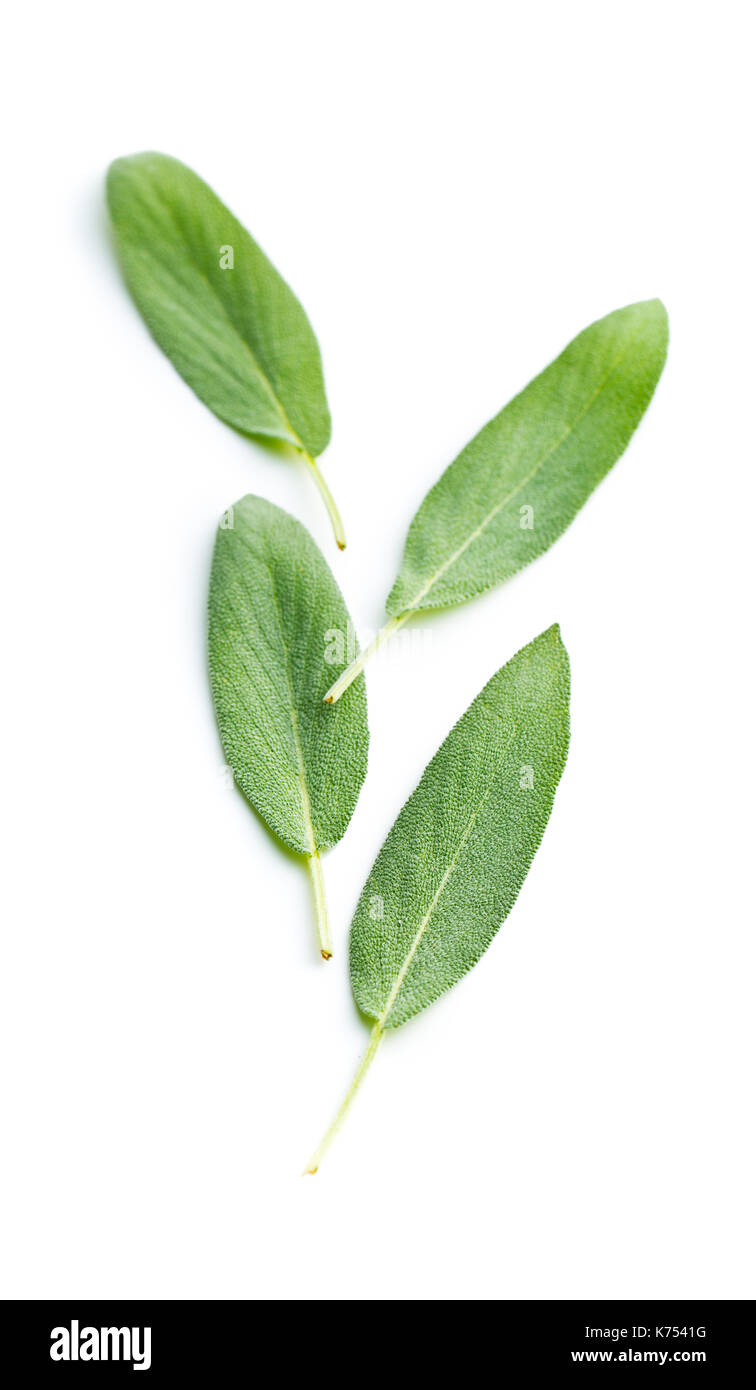 Feuilles de sauge Salvia officinalis. isolé sur fond blanc. jardin sage ...