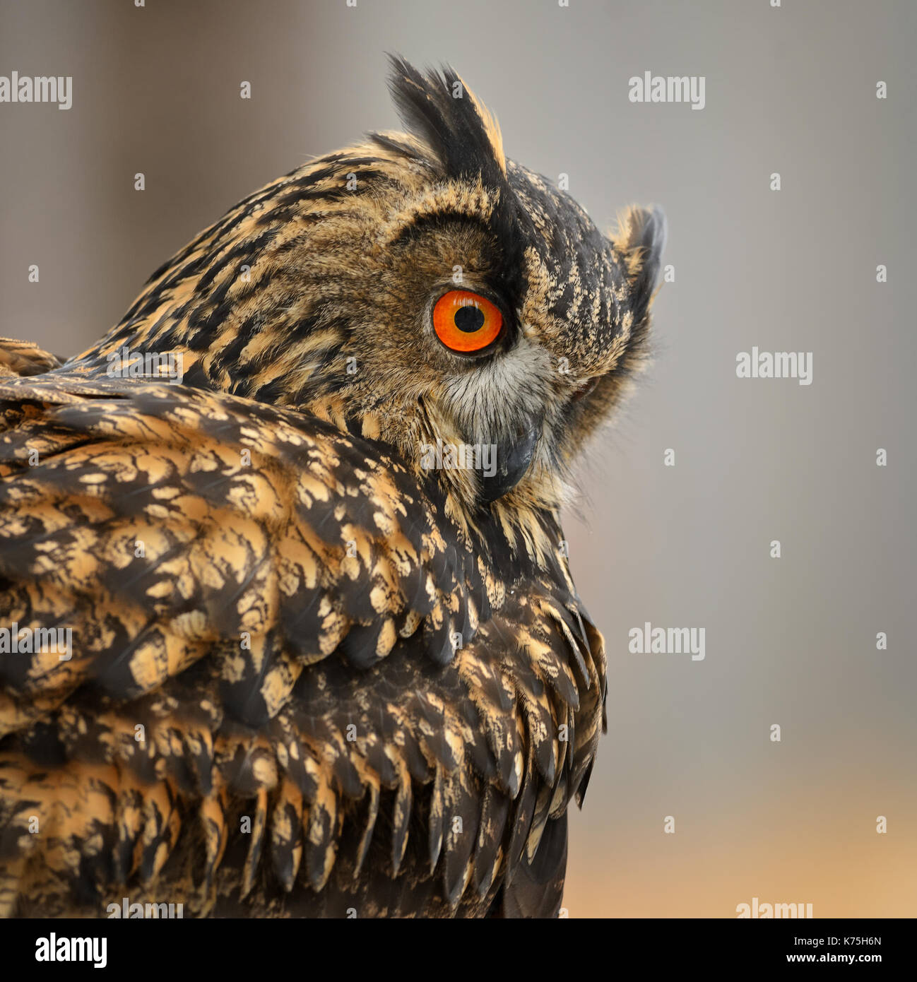 Strix bubo Banque de photographies et d’images à haute résolution - Alamy