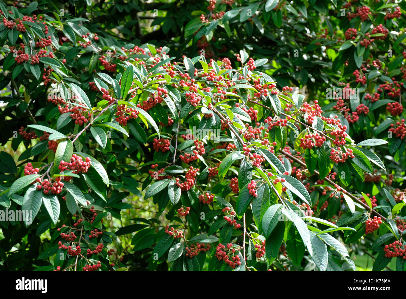 Arbuste aux fruits rouges Banque de photographies et d’images à haute ...