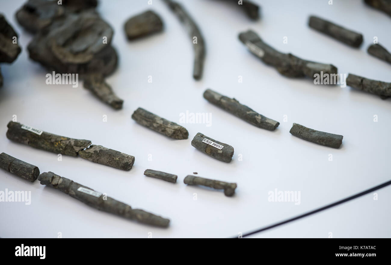 Dinosaure aquatique Banque de photographies et d’images à haute ...