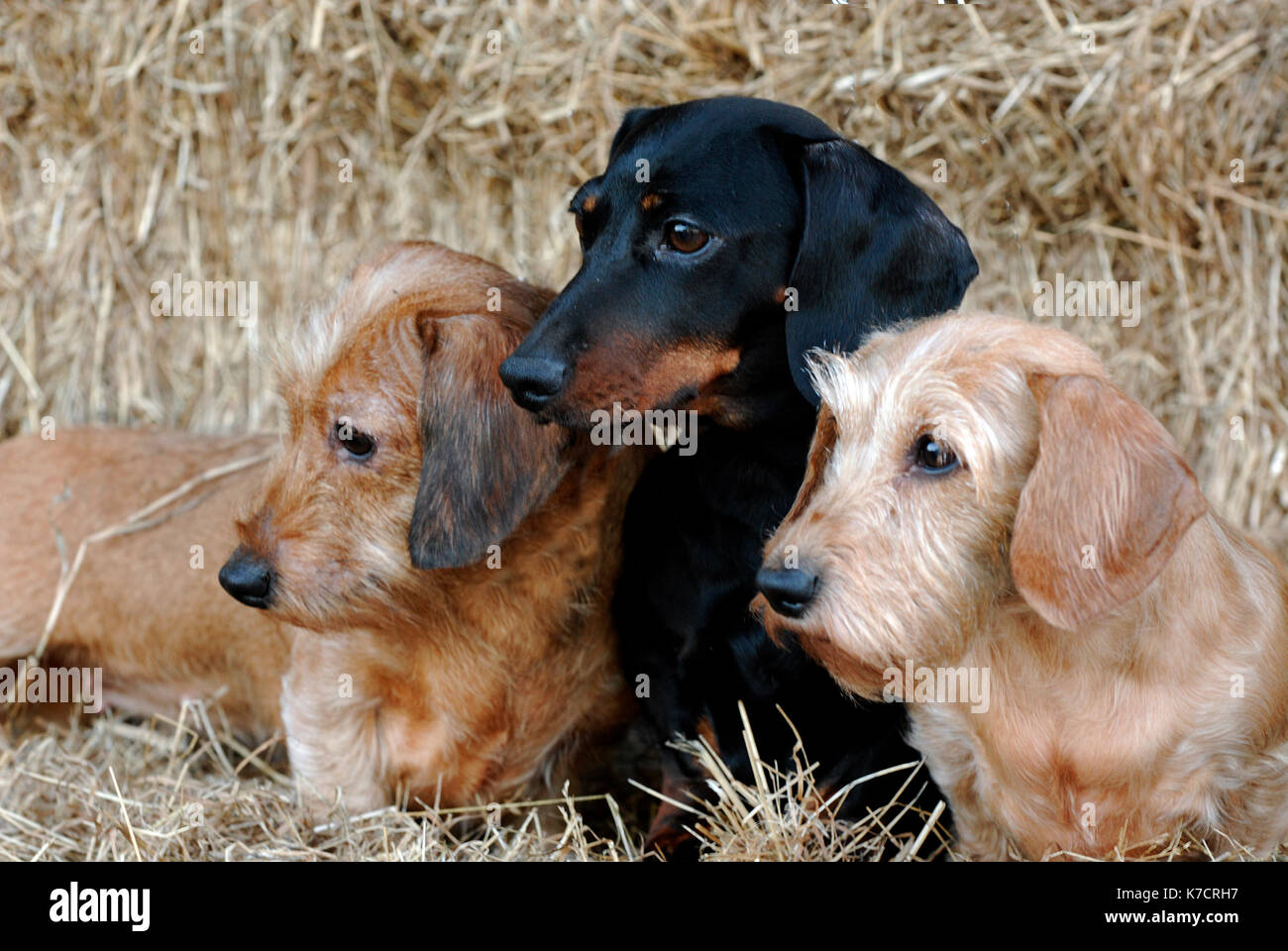Trois différents types de chiens teckel portant dans le chapeau de ...