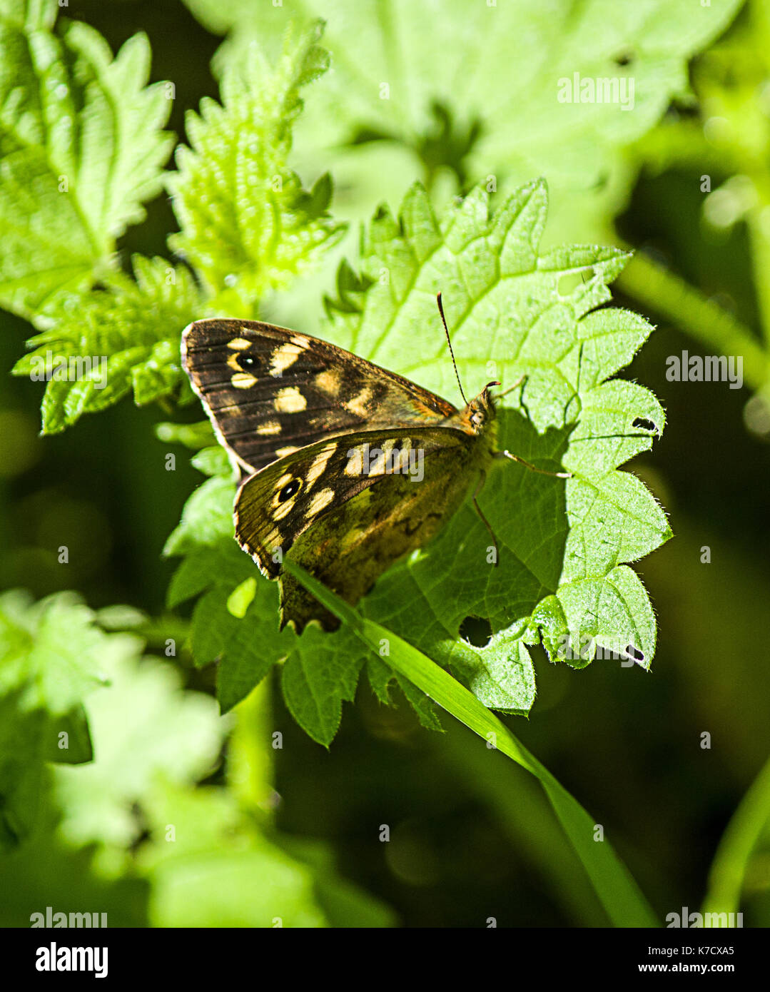 Papillon brun avec des taches pâles Banque de photographies et d’images ...