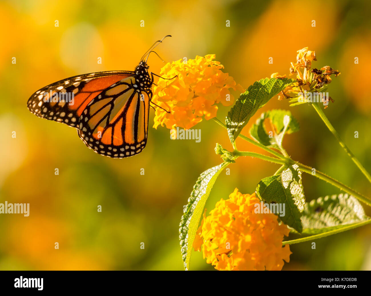 Reproduction de papillon Banque de photographies et d’images à haute ...