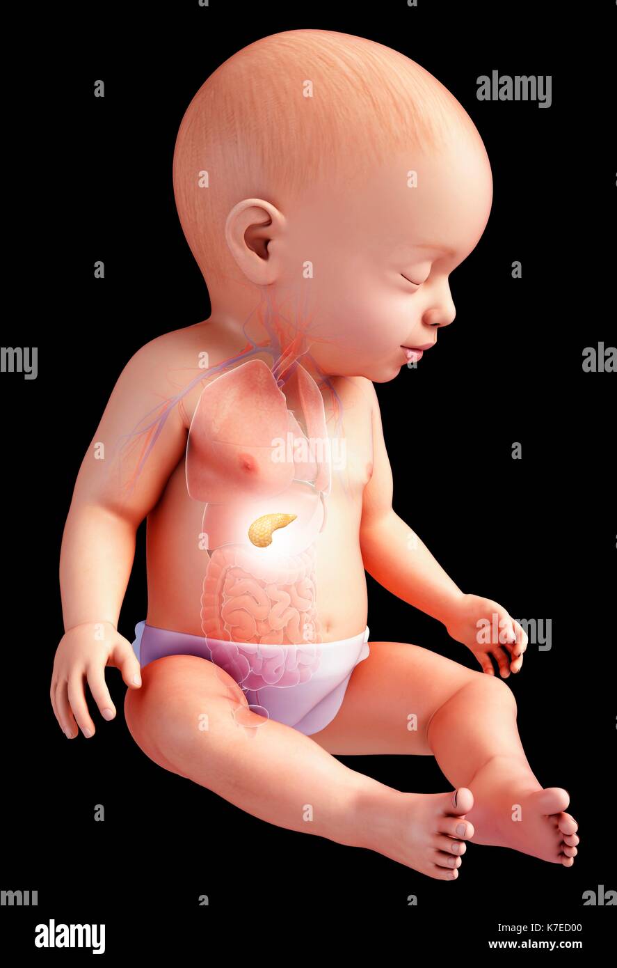 Pancreas of a child Banque de photographies et d’images à haute ...