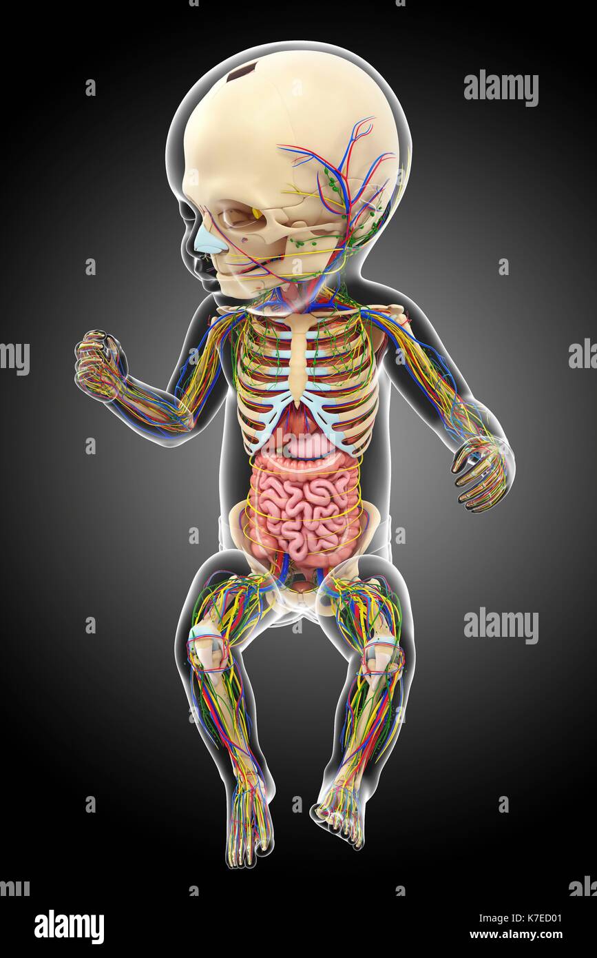 Illustration d'une anatomie du bébé Photo Stock - Alamy