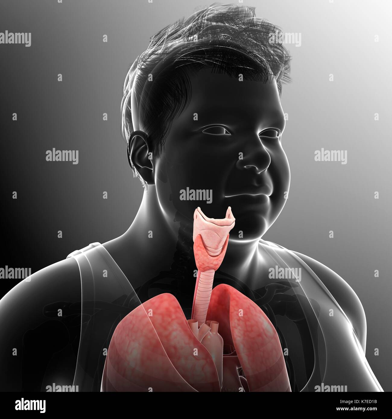 Illustration de la trachée et l'homme les poumons Photo Stock - Alamy