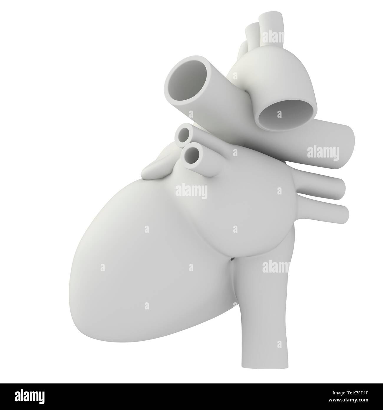 Anatomie du coeur humain Banque de photographies et d’images à haute ...