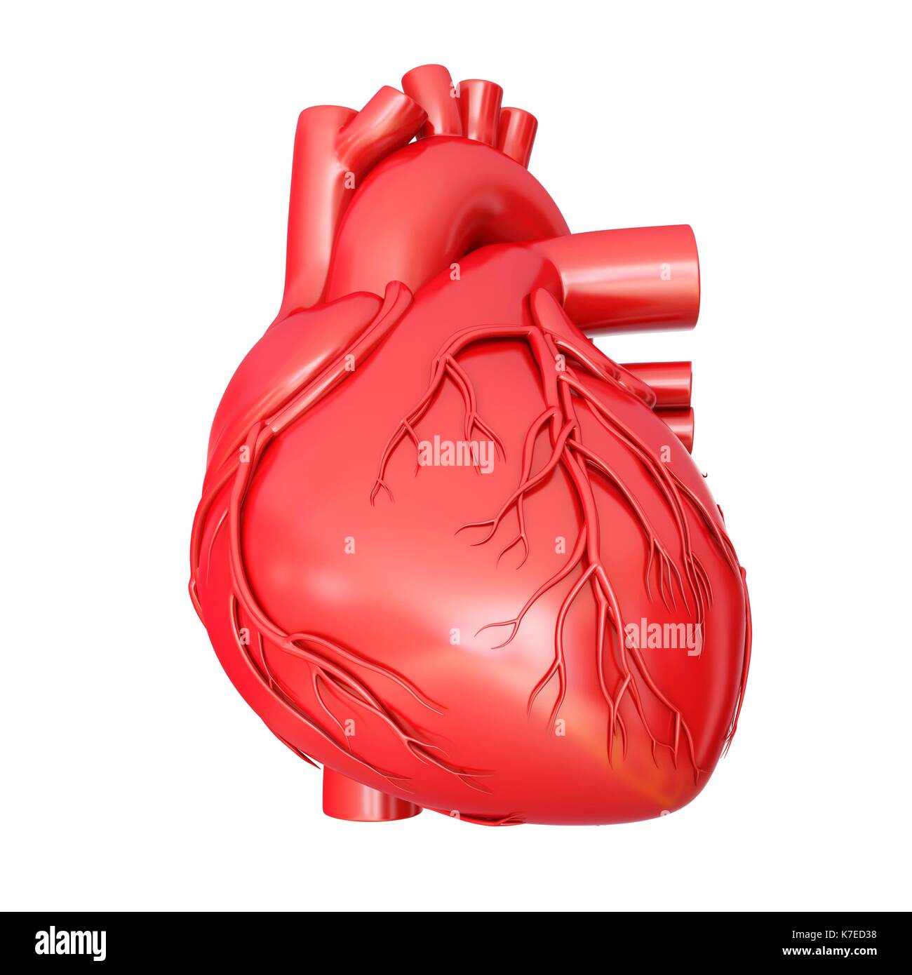 Anatomie du coeur humain Banque de photographies et d’images à haute ...