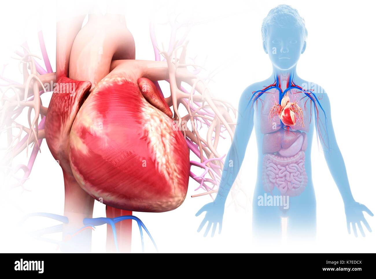 Anatomie du coeur de l'enfant Banque de photographies et d’images à ...