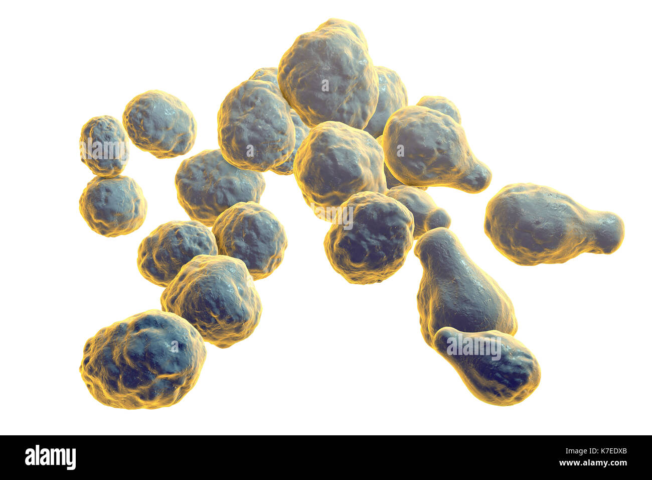Cryptococcus neoformans Banque d'images détourées - Alamy