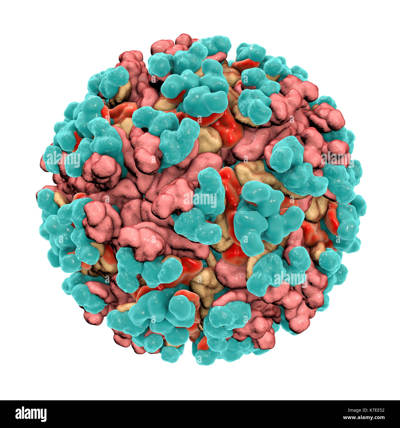 Le virus de l'encéphalite équine vénézuélienne, illustration de l ...