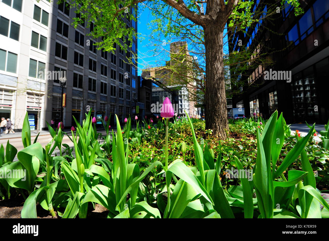 Jardin de fleurs ville urbaine chicago Banque de photographies et d ...