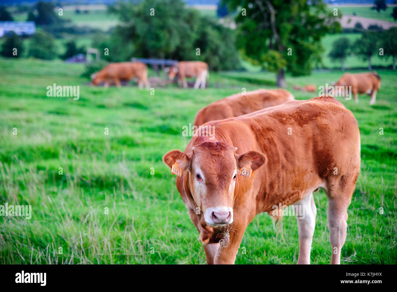 Portrait de vache Banque de photographies et d’images à haute ...