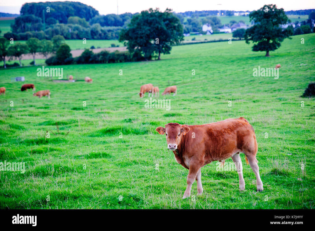 Portrait de vache Banque de photographies et d’images à haute ...