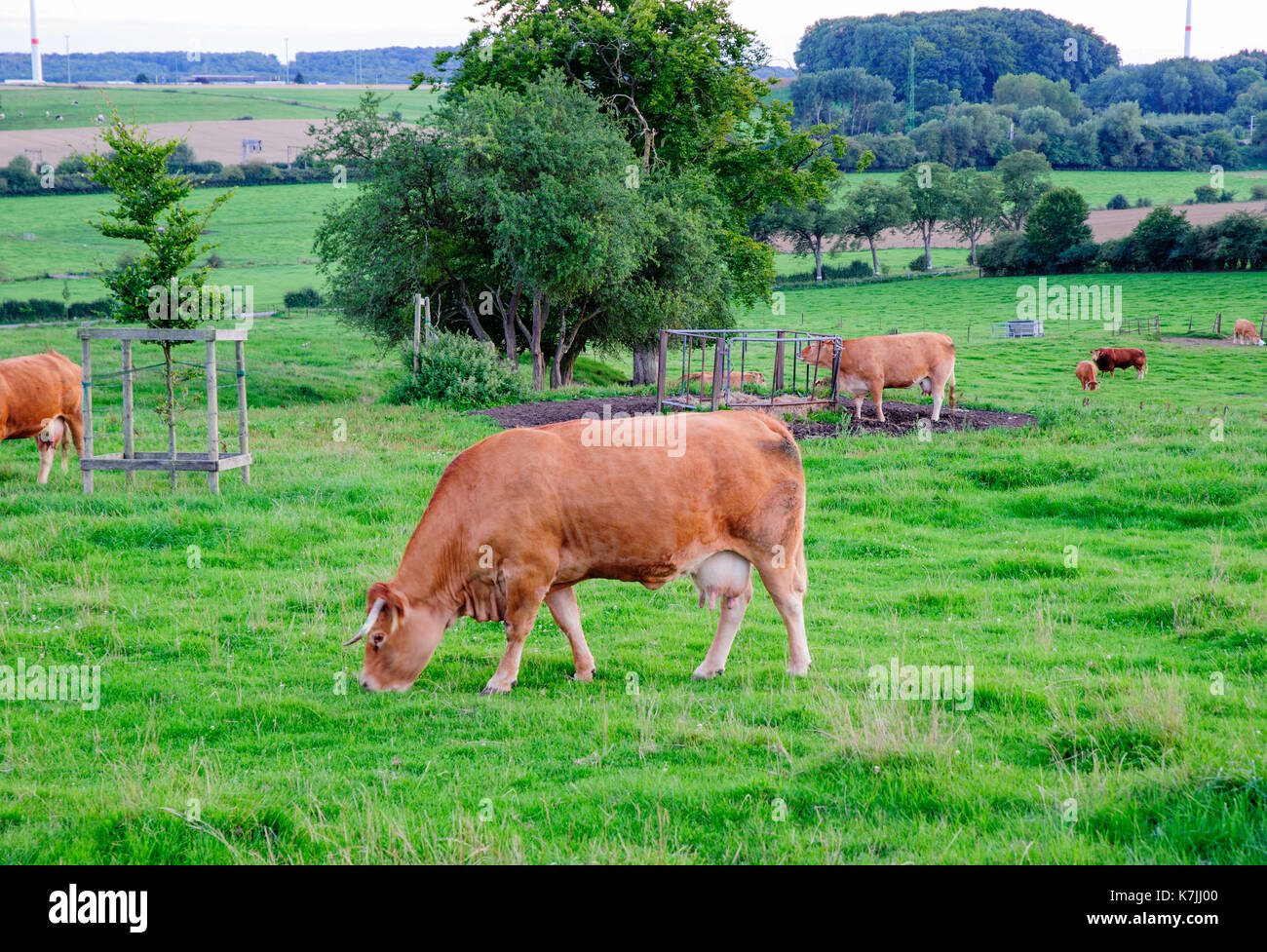 Portrait de vache Banque de photographies et d’images à haute ...