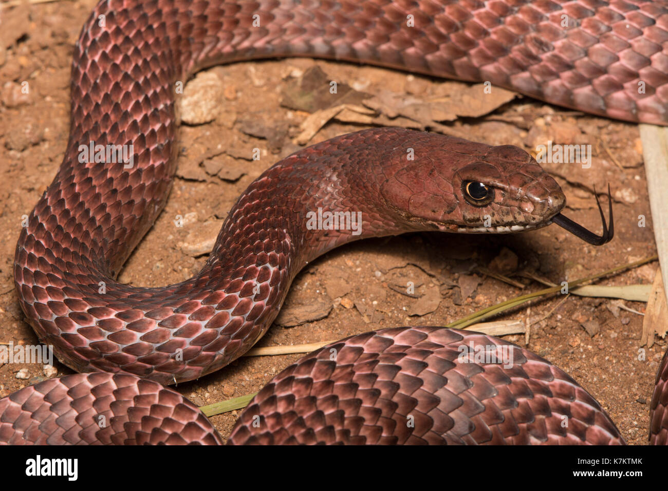 Masticophis flagellum coachwhip snake Banque de photographies et d ...