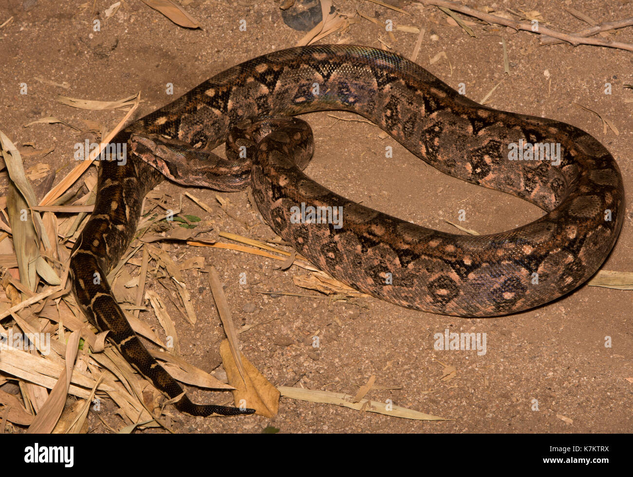 Boa constrictor imperator Banque de photographies et d’images à haute ...