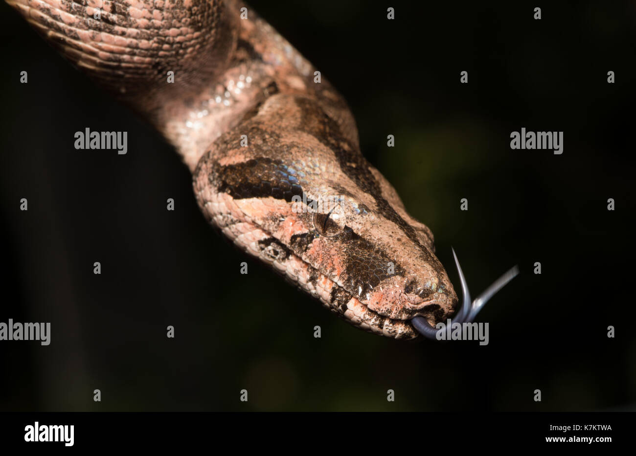Boa constrictor imperator sonora Banque de photographies et d’images à ...