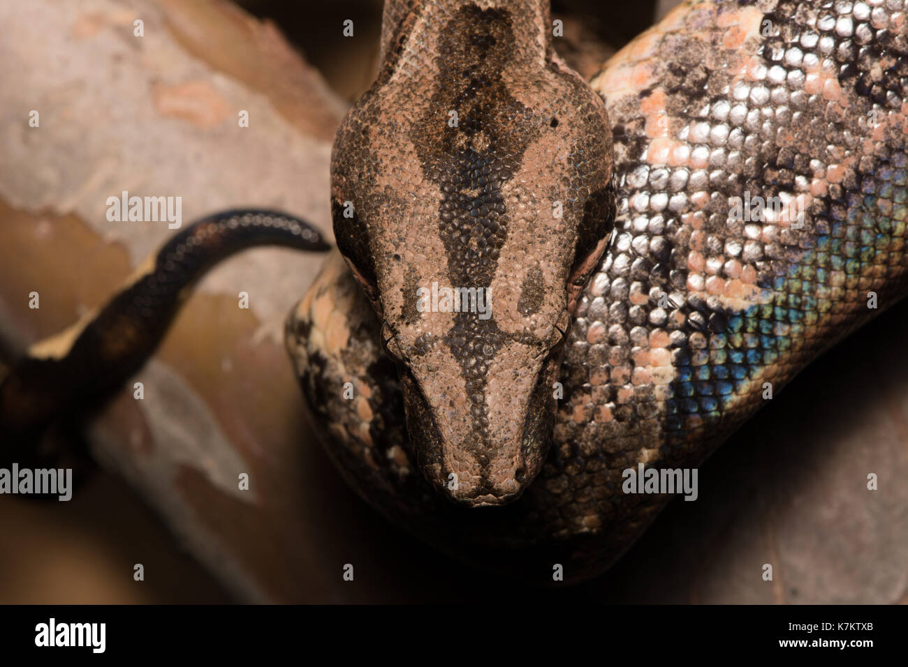 Boa constrictor imperator sonora Banque de photographies et d’images à ...