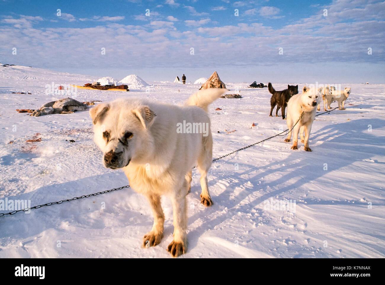Traineau à chiens canada inuit Banque de photographies et d’images à ...