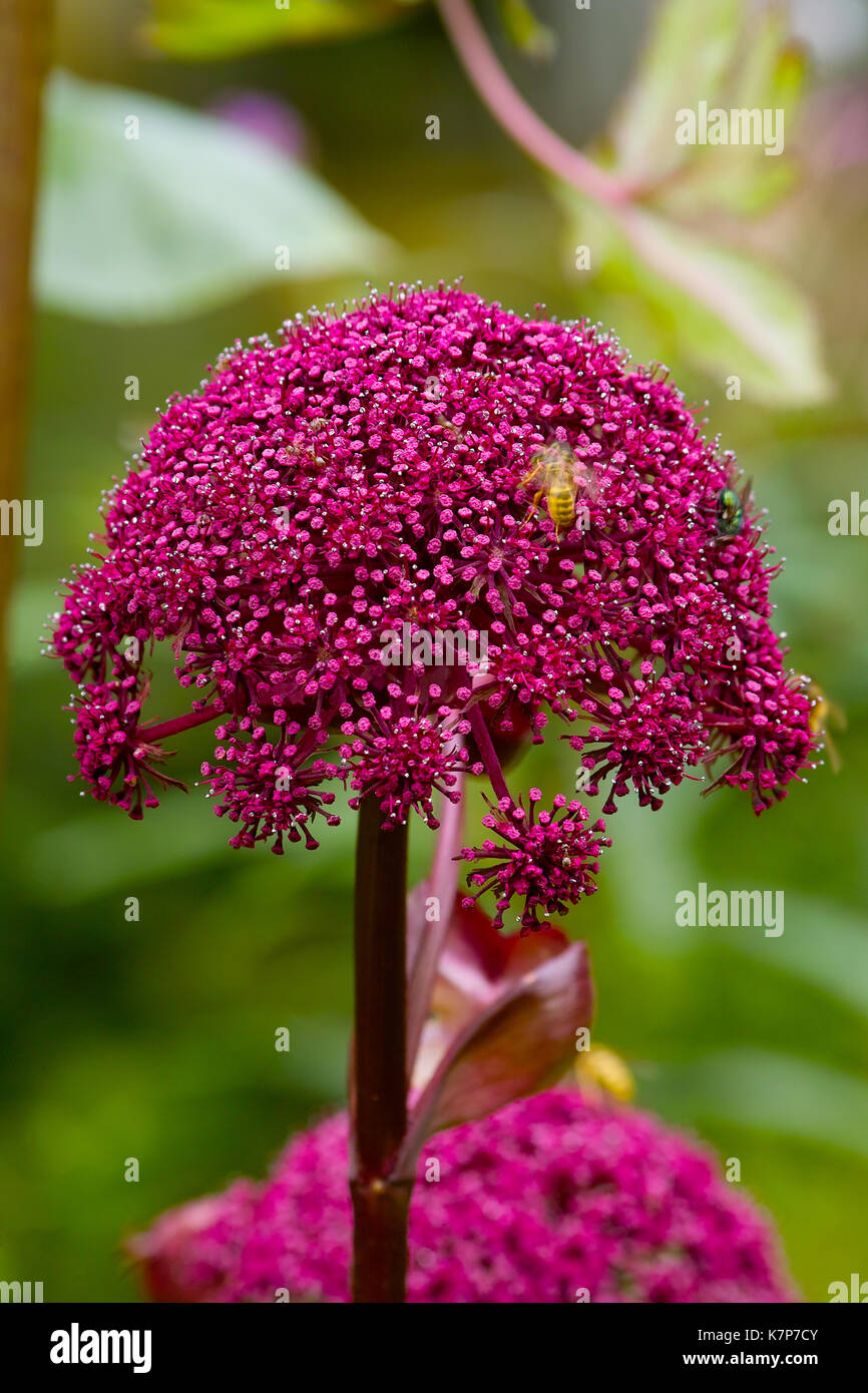 Fleur pourpre de coréen géant, Angelica angelica gigas (panais pourpre ...