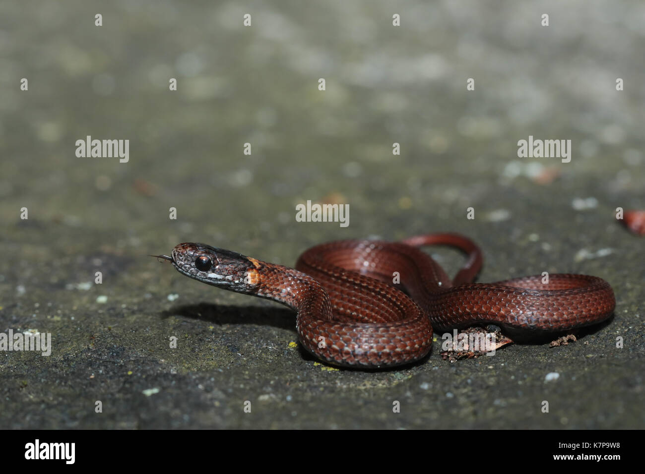 Storeria occipitomaculata occipitomaculata Banque de photographies et d ...