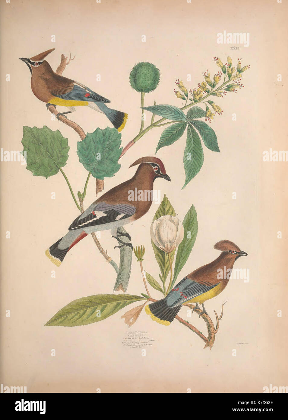 Illustrations de l'American ornithology de Alexander Wilson et Charles ...