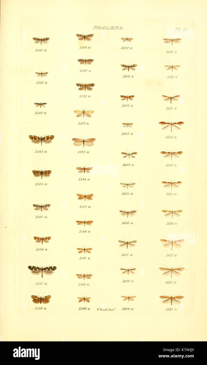 Index entomologicus, ou, un catalogue illustré complet, composé de 1944 ...