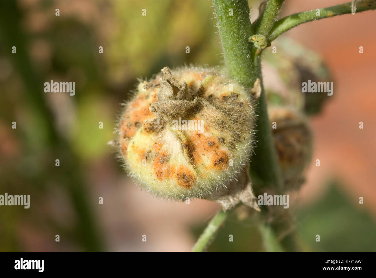 Maladie des plantes rouille Banque de photographies et d’images à haute ...