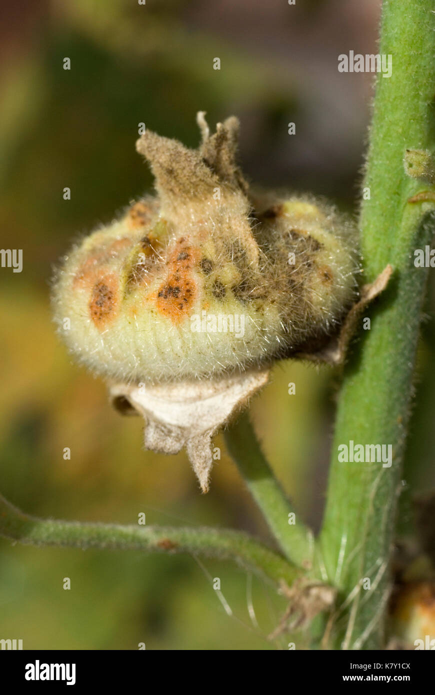 Maladie des plantes rouille Banque de photographies et d’images à haute ...