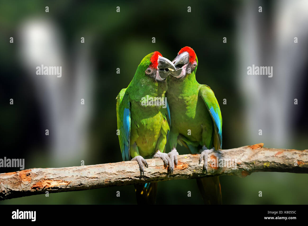 Perroquet sauvage Banque de photographies et d’images à haute ...