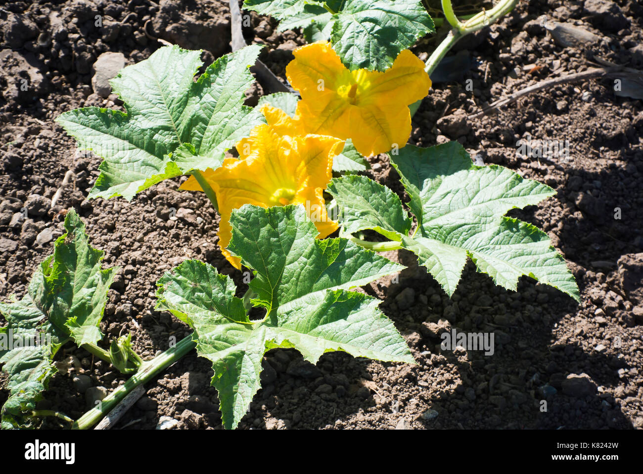 Fleur de courge Banque de photographies et d’images à haute résolution ...