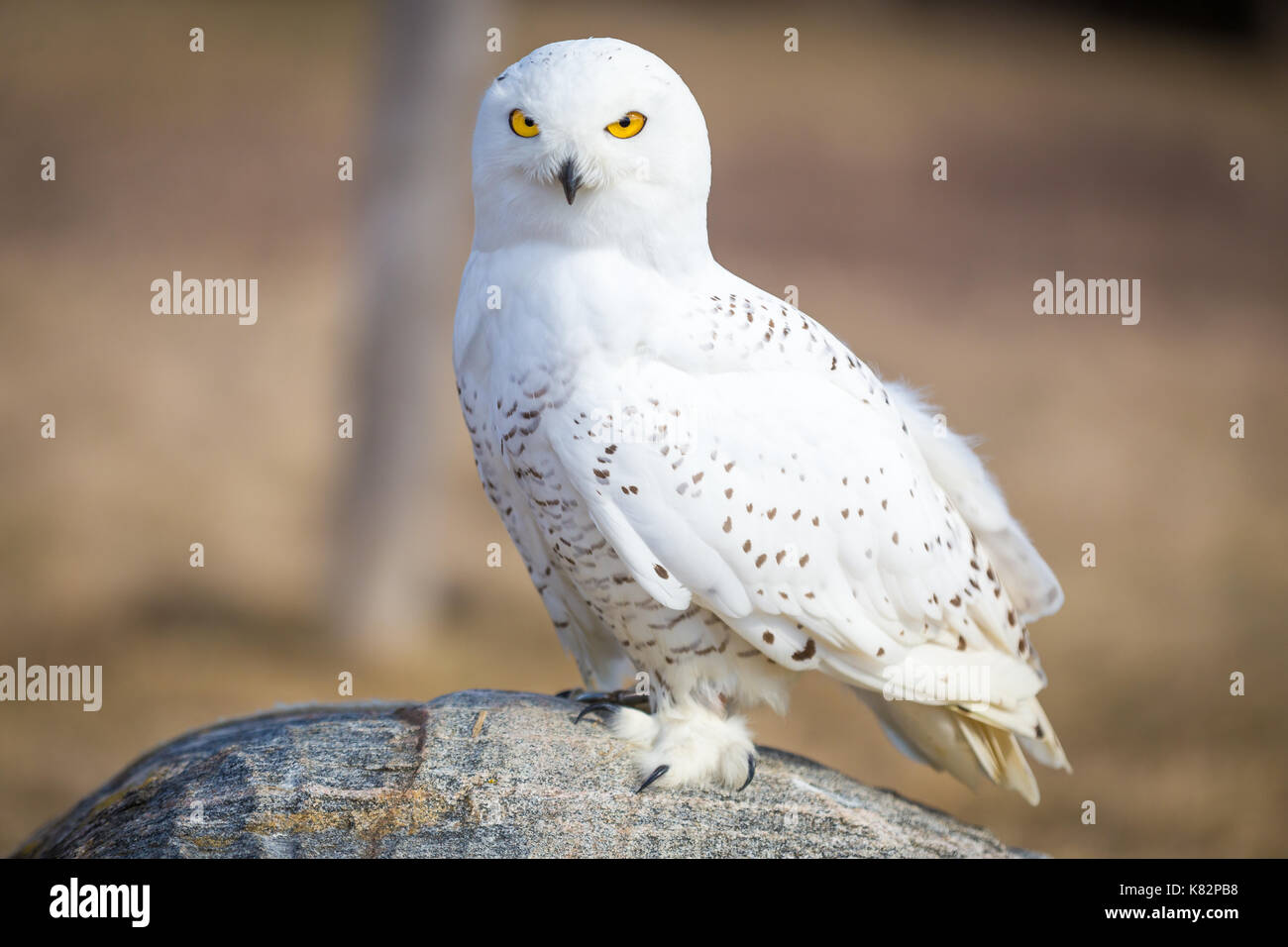 Harfang des neiges male et femelle Banque de photographies et d’images ...