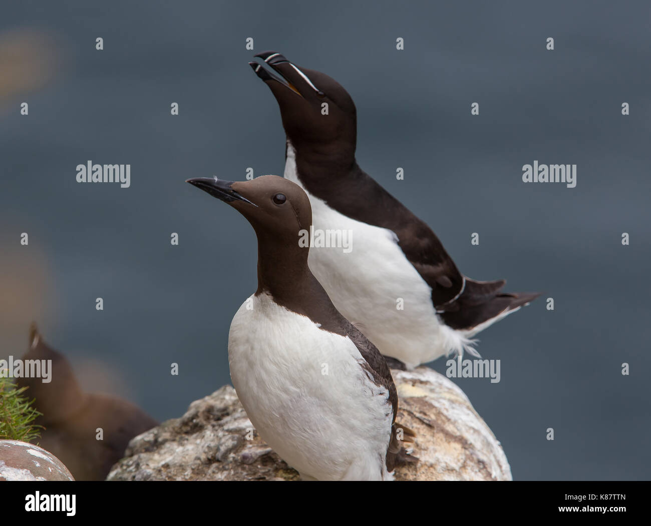 Un guillemot et un petit pingouin sur les falaises à Fowlsheugh réserve ...