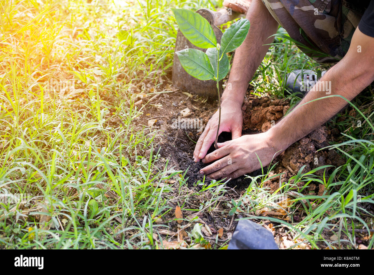 Boisement de conifères Banque de photographies et d’images à haute ...
