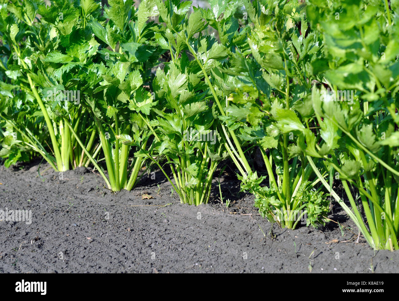 Close-up de céleri (plantation) légumes feuilles dans le potager Photo ...