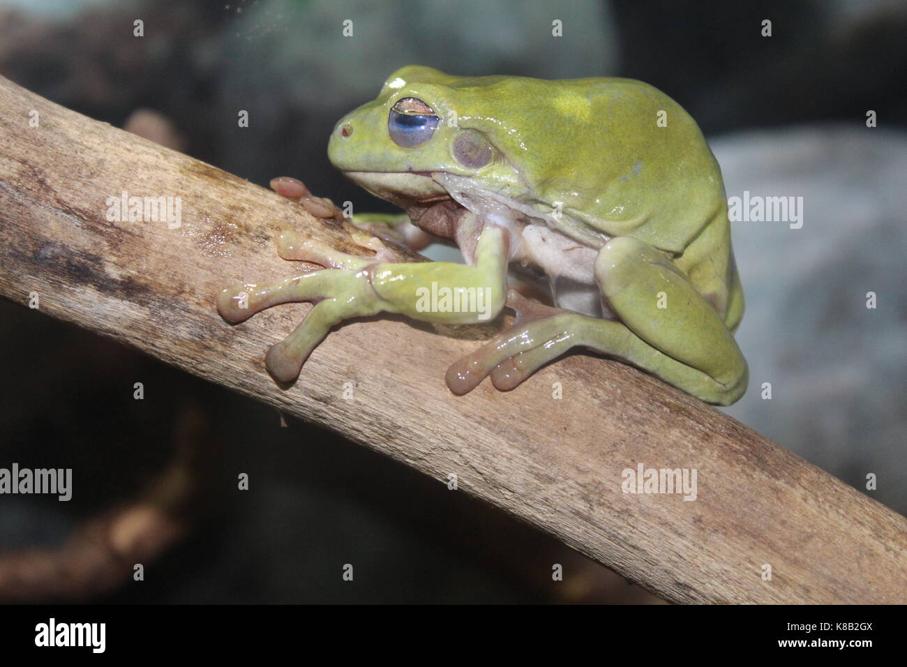 Hyla chinensis Banque de photographies et d’images à haute résolution ...