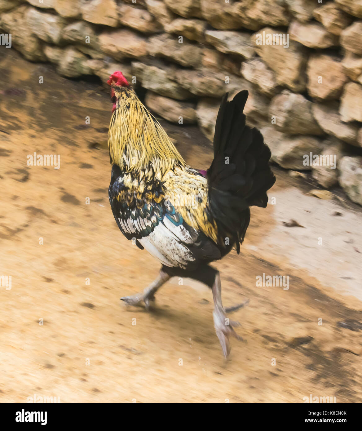 Les poulets Banque de photographies et d’images à haute résolution - Alamy