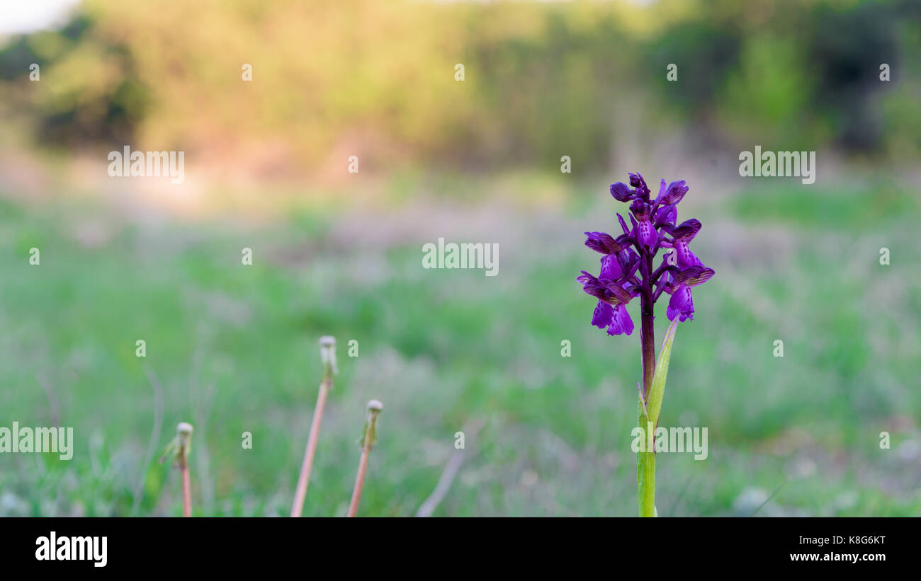 Fleur sauvage pourpre Banque de photographies et d’images à haute ...