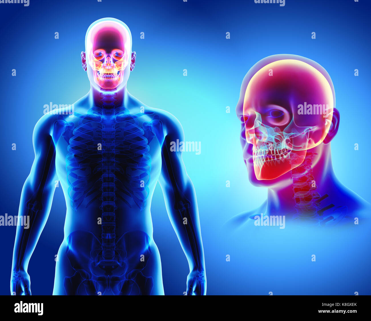 Illustration 3d de l'anatomie du crâne - partie de squelette humain ...