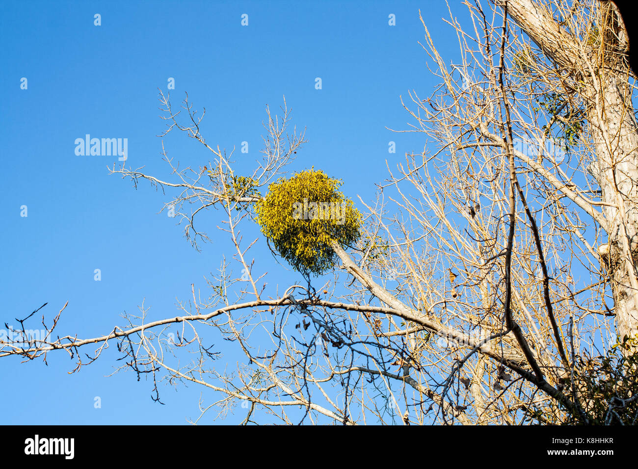 Le gui sur un arbre Photo Stock - Alamy