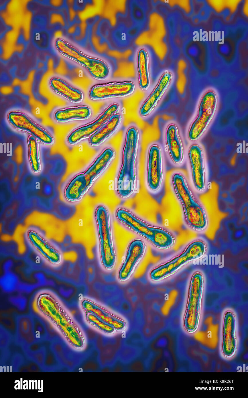 Clostridium bacteria Banque de photographies et d’images à haute ...