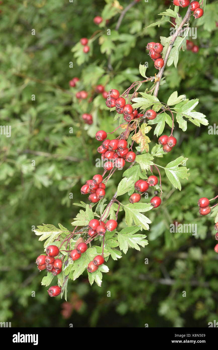 Crataegus laevigata Banque de photographies et d’images à haute ...
