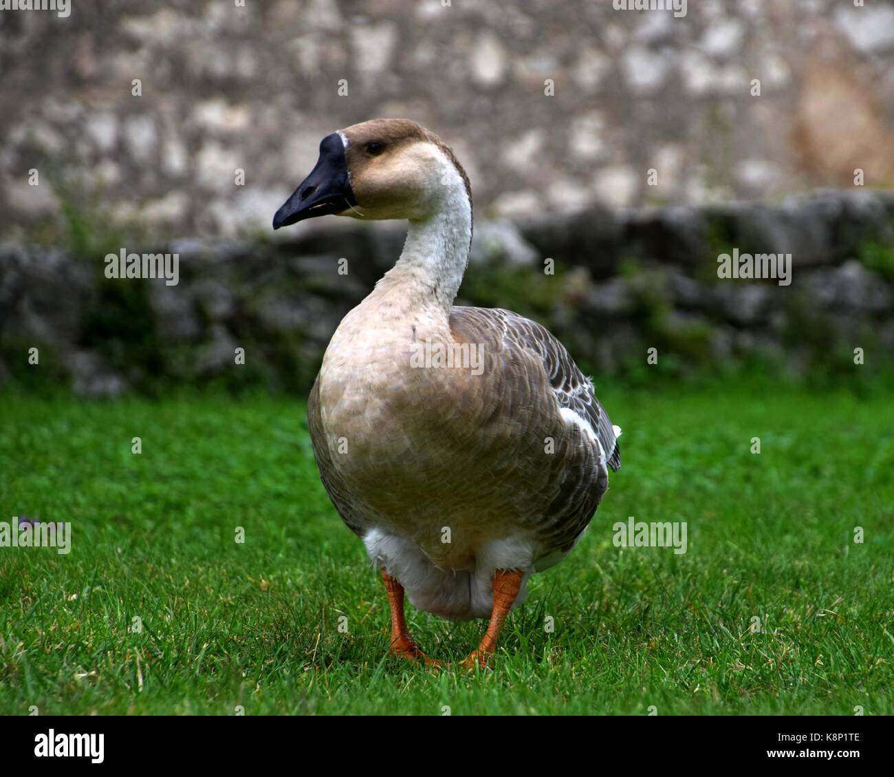 Oies domestiques blanches et oies sauvages (oies des graulags) au lac ...