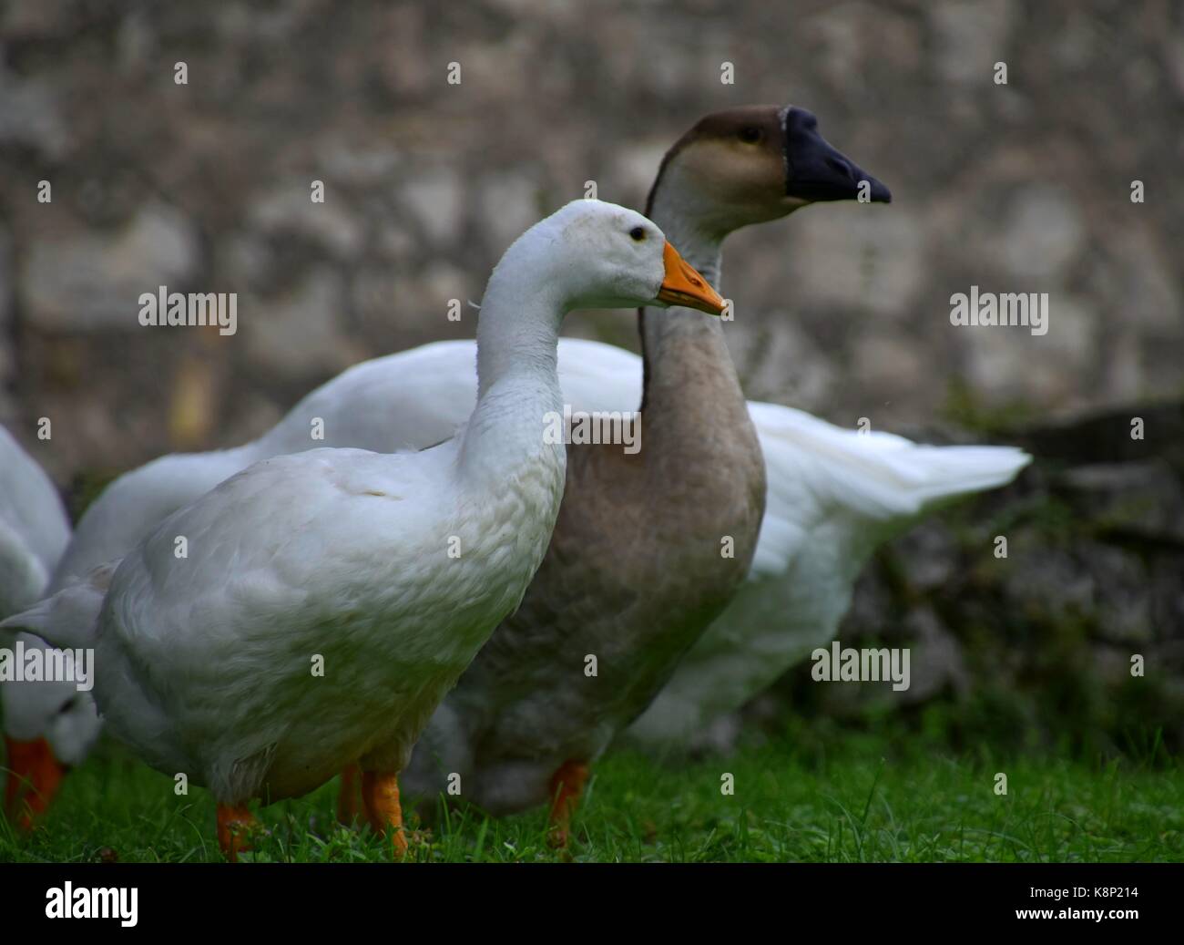 Oies domestiques blanches et oies sauvages (oies des graulags) au lac ...
