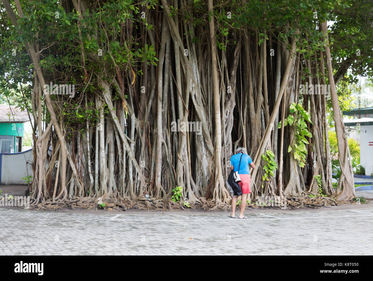 Banyan Tree ( Ficus benghalensis )- un grand banyan tree dans rasdhoo ...